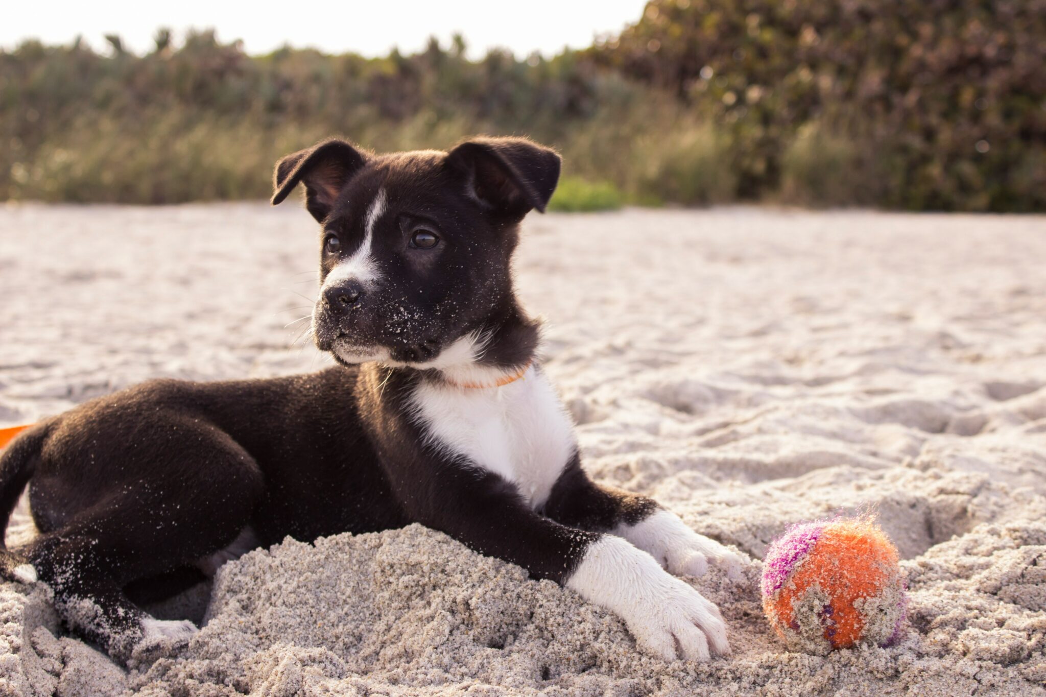 The Best Tennis Ball Alternatives For Your Dog
