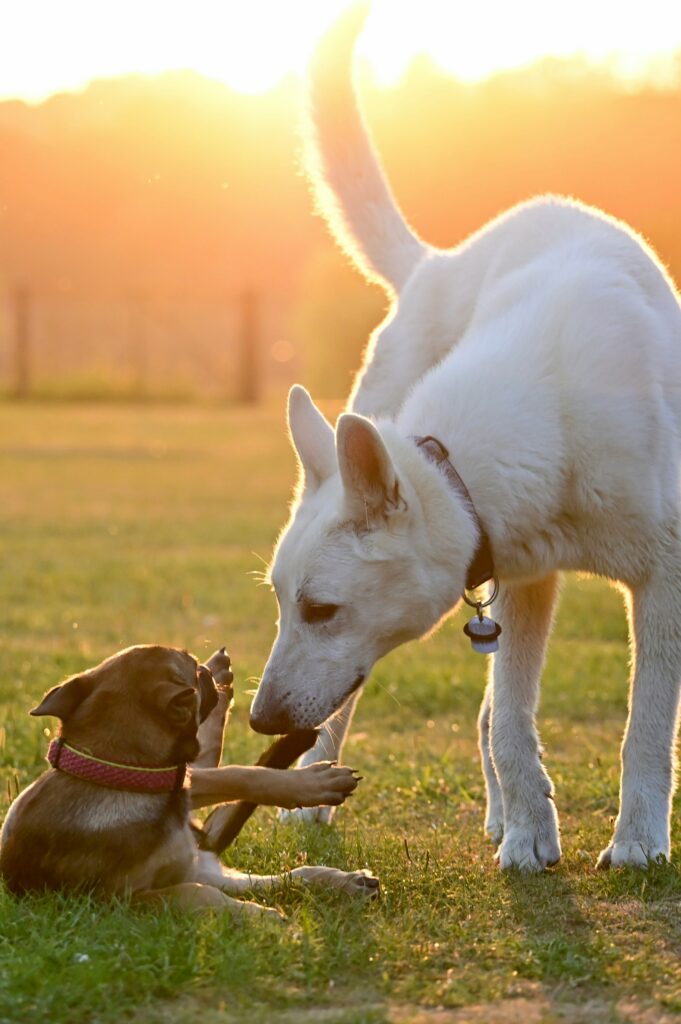 Mastering The Art Of Dog Introductions