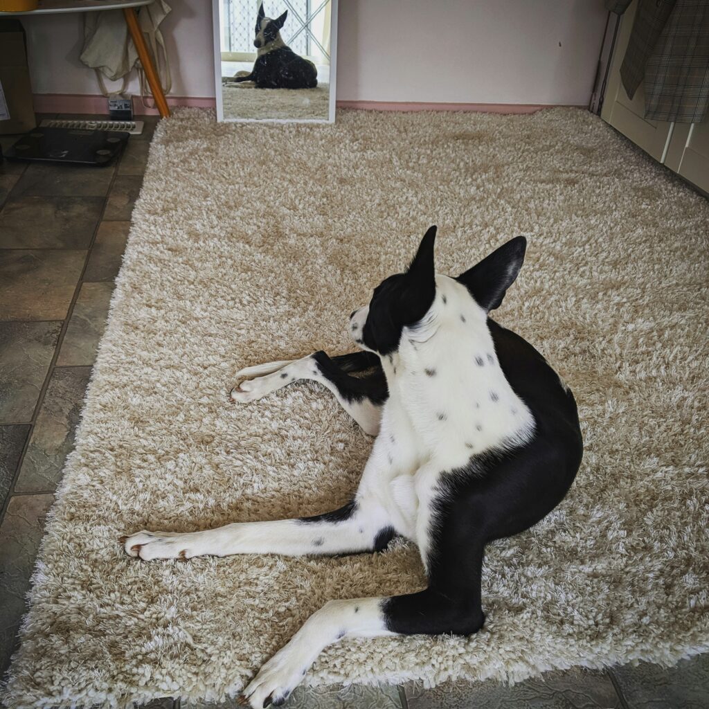 Dogs Perception Of Reflection: 1st Sense