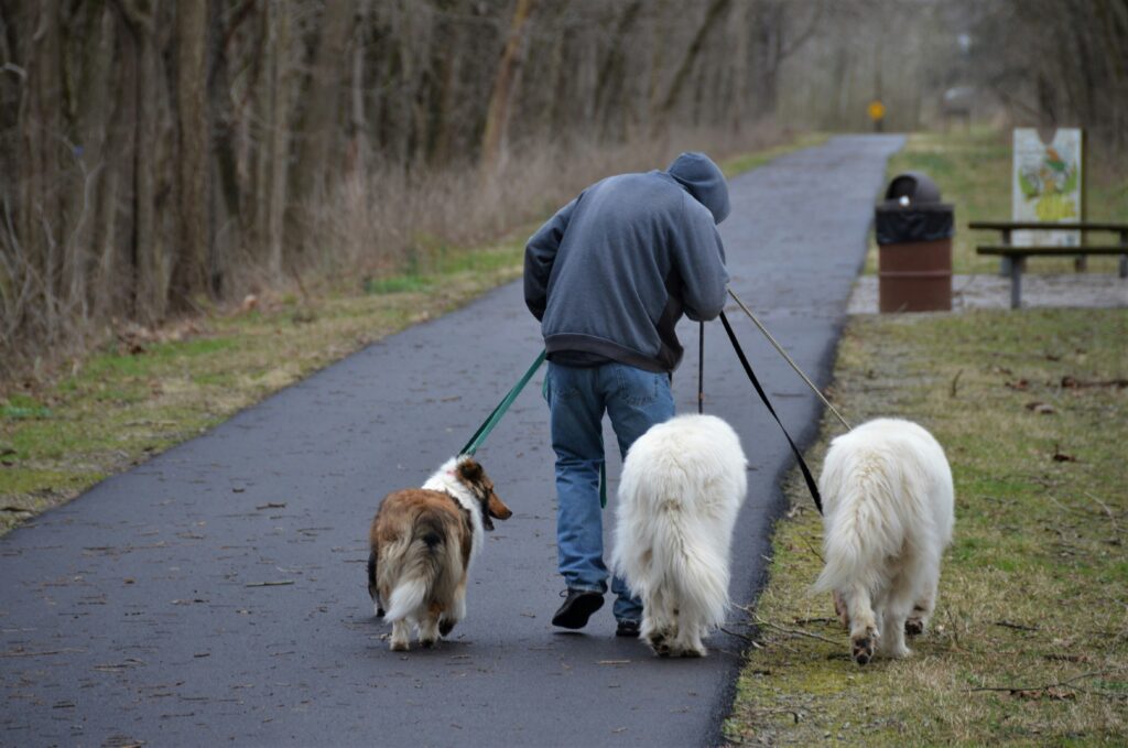4 Benefits Of Pack Walks In Dog Training